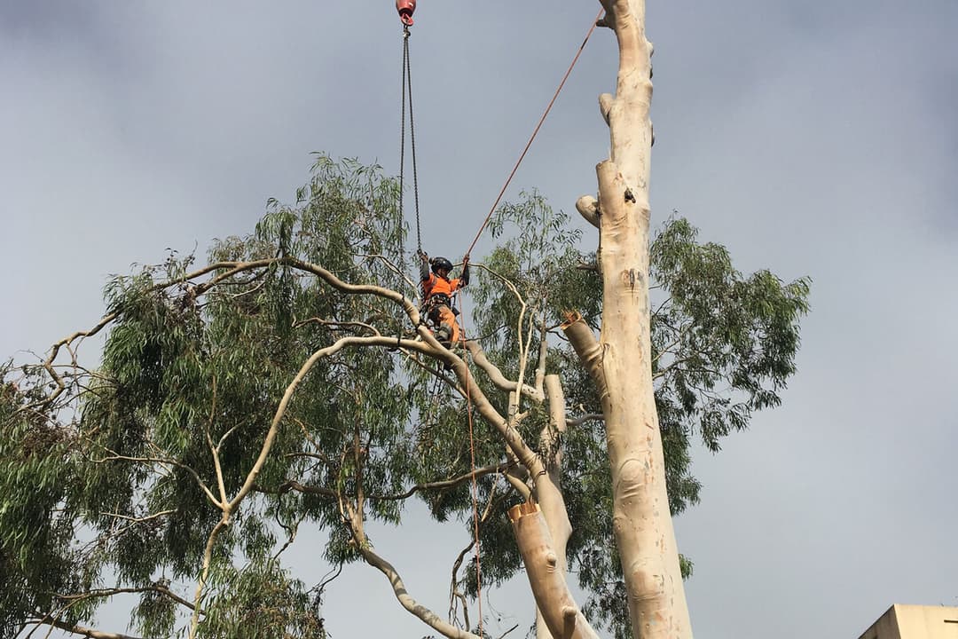 Native Trees of Sydney: A Homeowner's Complete Guide | Sydney Tree Services